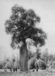 History of Kilkivan Township – Gympie Regional Memories